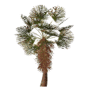 BIMcomponents.com — Palm_GWL